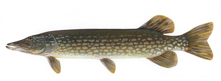 Northern-Pike-Illustration - Minipi LodgesMinipi Lodges