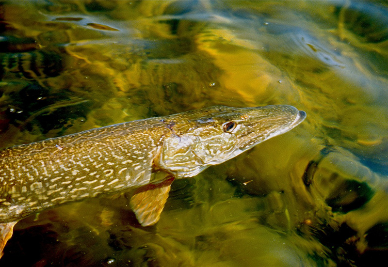 Pike for Variety - Minipi LodgesMinipi Lodges